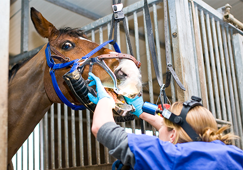 Pferdezahn-Chiro: Pferdezahnarzt, Zahnheilkunde