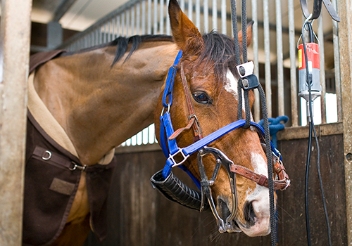 Pferdezahn-Chiro: Pferdezahnarzt, Zahnheilkunde