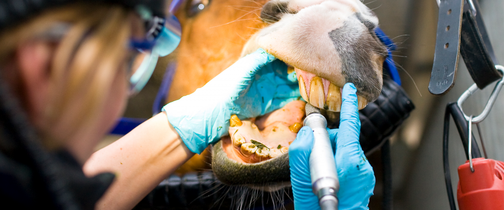 Pferdezahn-Chiro: Pferdezahnarzt, Zahnheilkunde